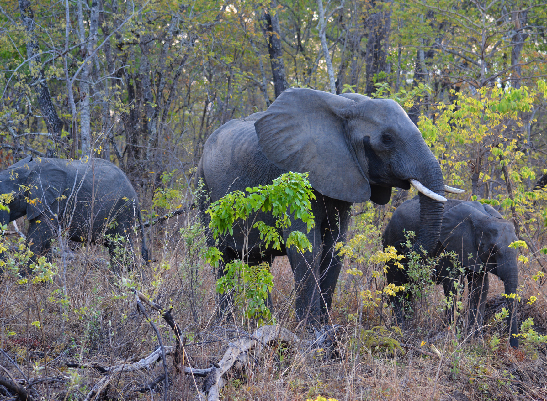 Malawi, The Warm Heart of Africa – Where to See It’s Incredible Wildlife.