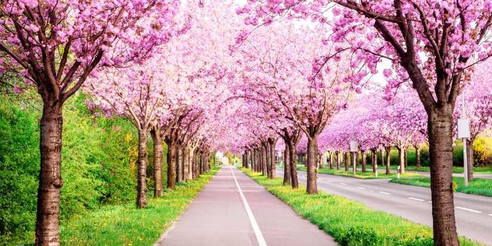 The world's most beautiful streets that will please your eyes & melt ...